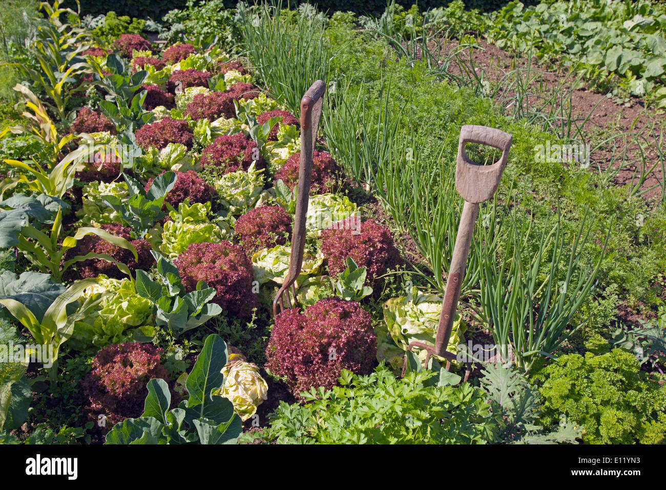 Spring cabbages hi-res stock photography and images - Alamy