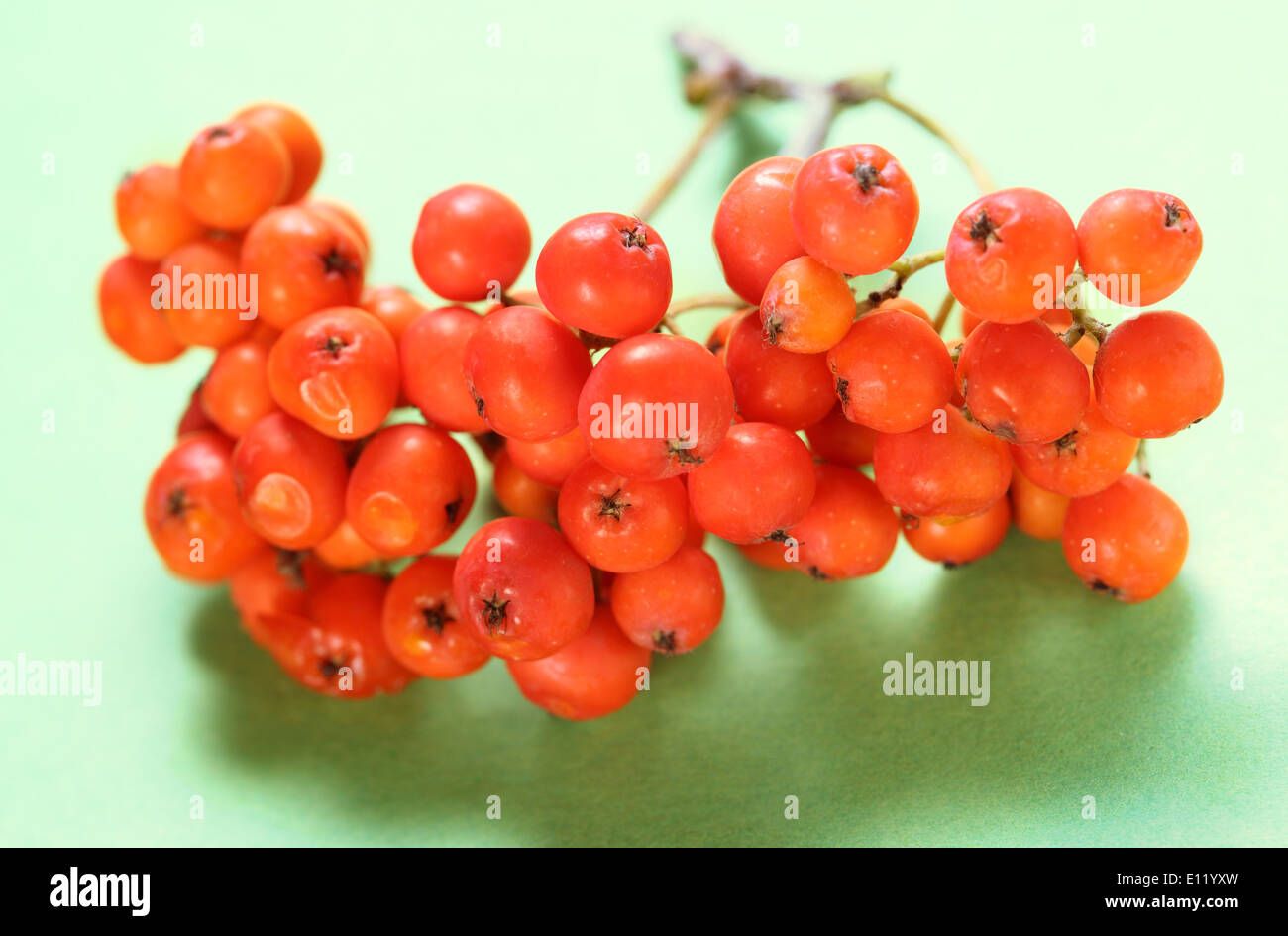 Bunch of ashberry hi-res stock photography and images - Alamy