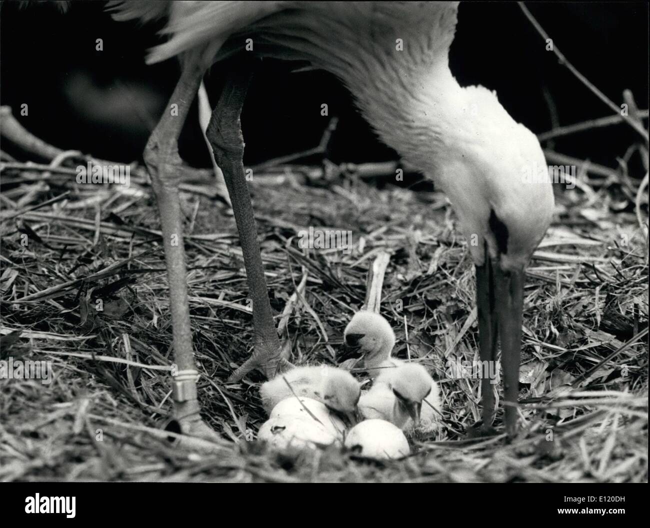 May 05, 1981 - Young Storks are quite seldom in Switzerland. Therefore ...