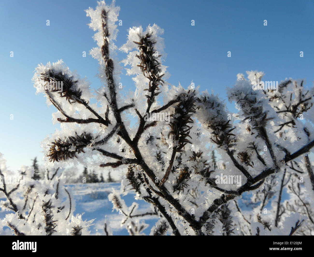 A close-up image of ice crystals forming on a willow tree, illustrating ...