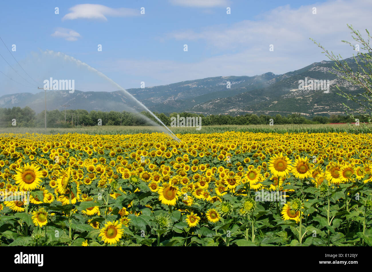 Sunflowers in water hi-res stock photography and images - Alamy