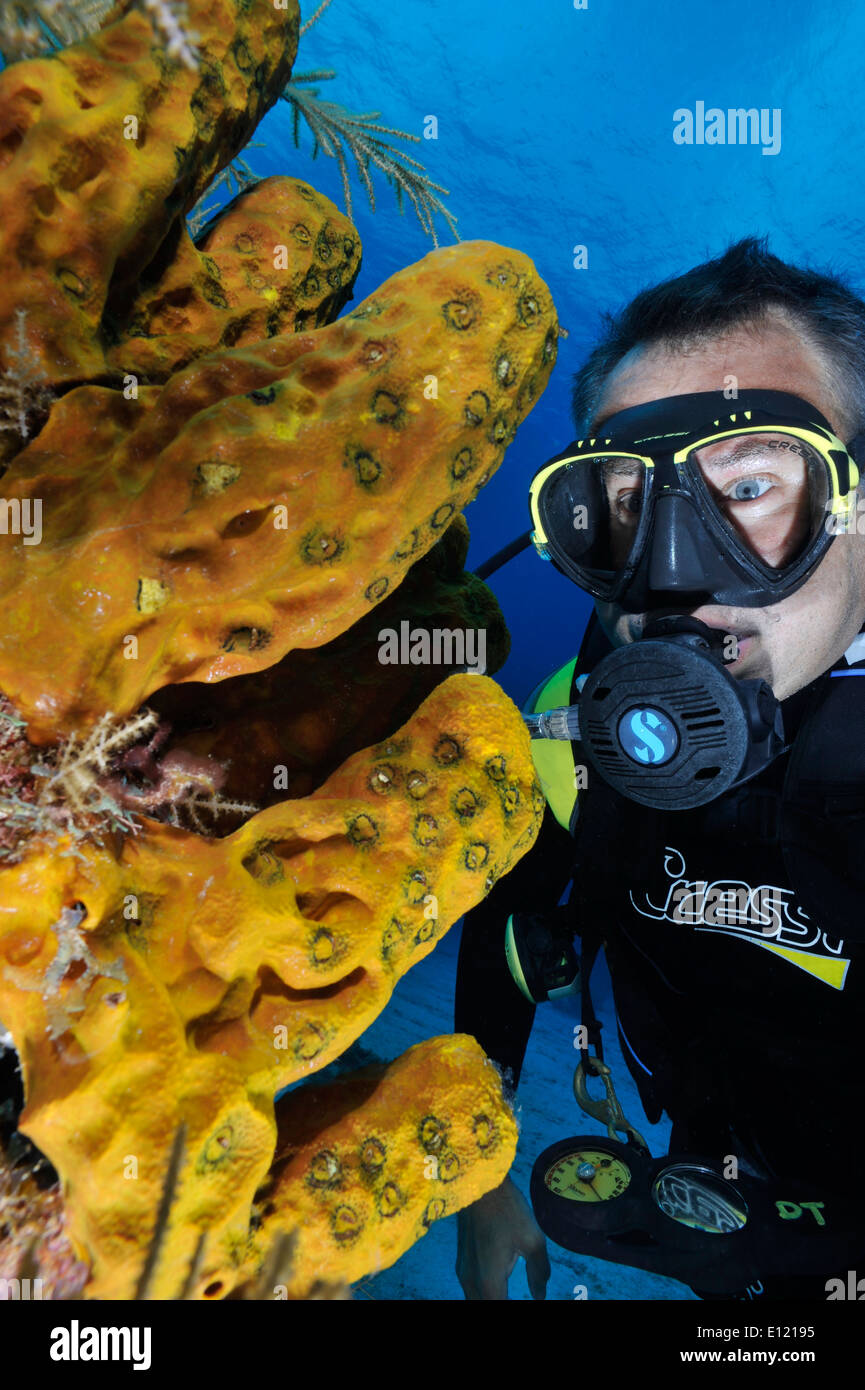 Sponge and diver hi-res stock photography and images - Alamy