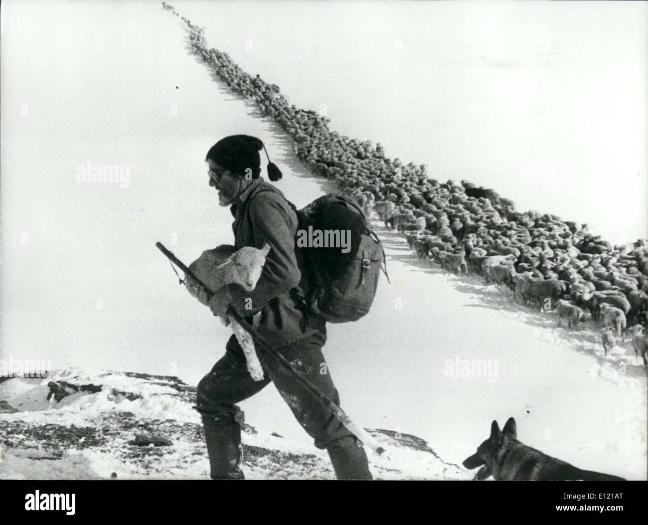 Jul. 06, 1981 - This herd of sheep seem wild in the Swiss Alps. Their ...