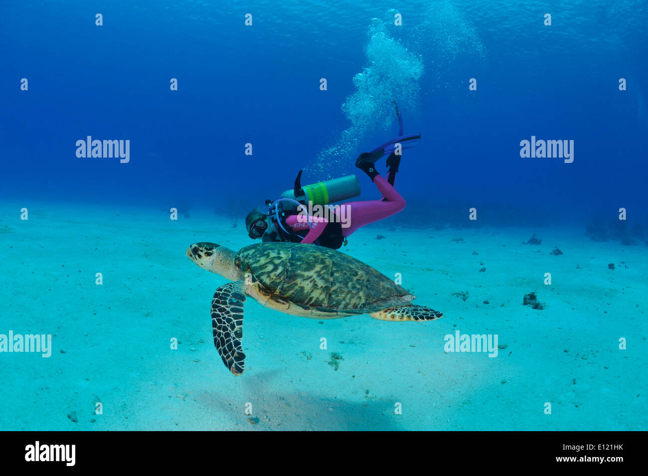 Diver and turtle Stock Photo - Alamy