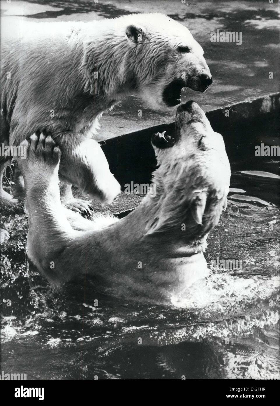 Oct. 27, 1981 - Two Polar Bears at Rostock Zoo, Baltic Sea Stock Photo ...