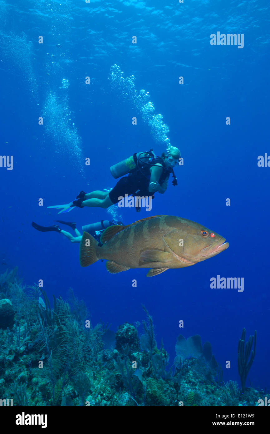 Grouper hi-res stock photography and images - Alamy