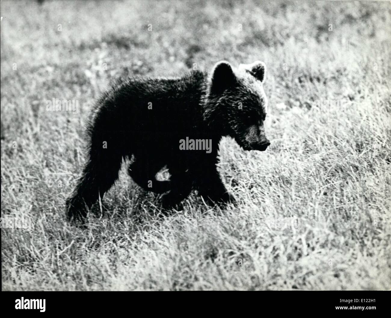 Aug. 08, 1983 - Tanker ''Mirella'' in Iran's Abadan Port Stock Photo ...