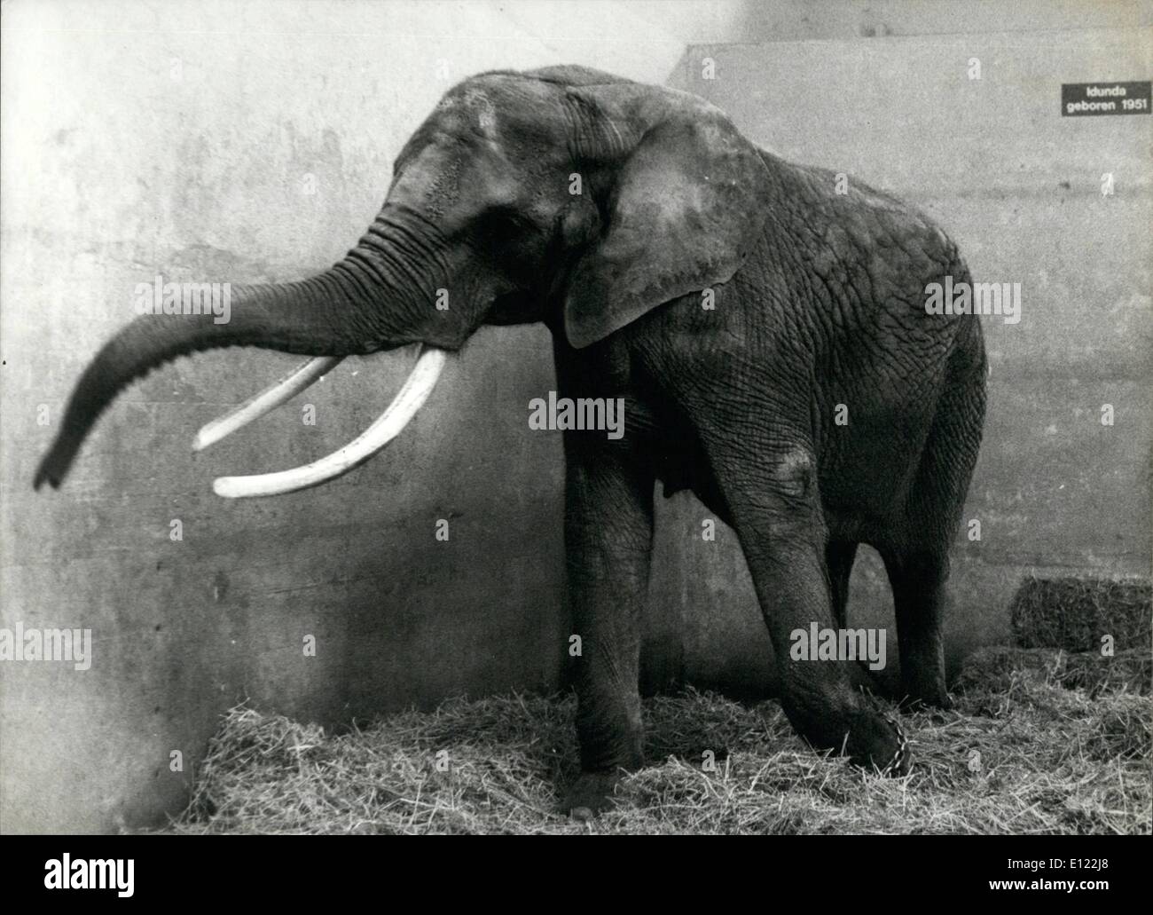 Sep. 09, 1983 - Artificial insemination of elephants. For the first ...
