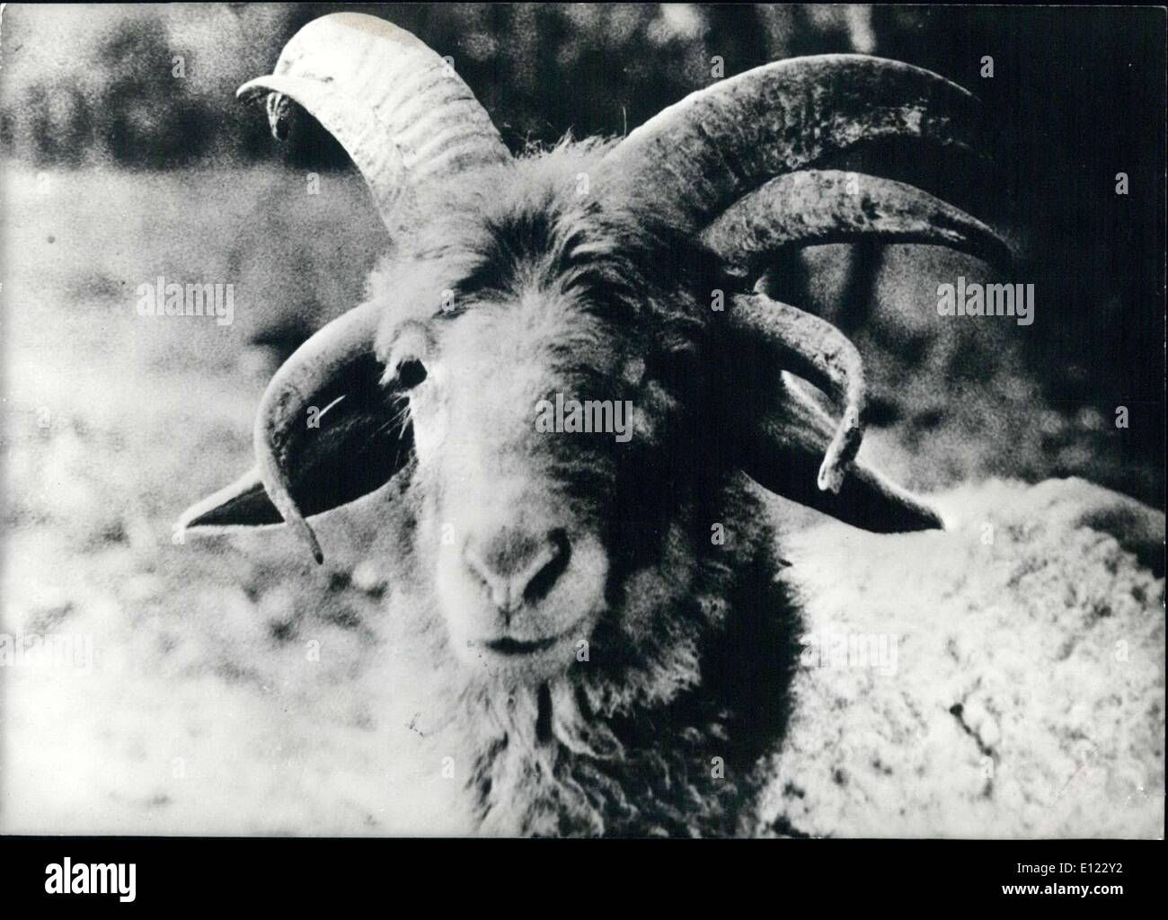 Ram horns hi-res stock photography and images - Alamy