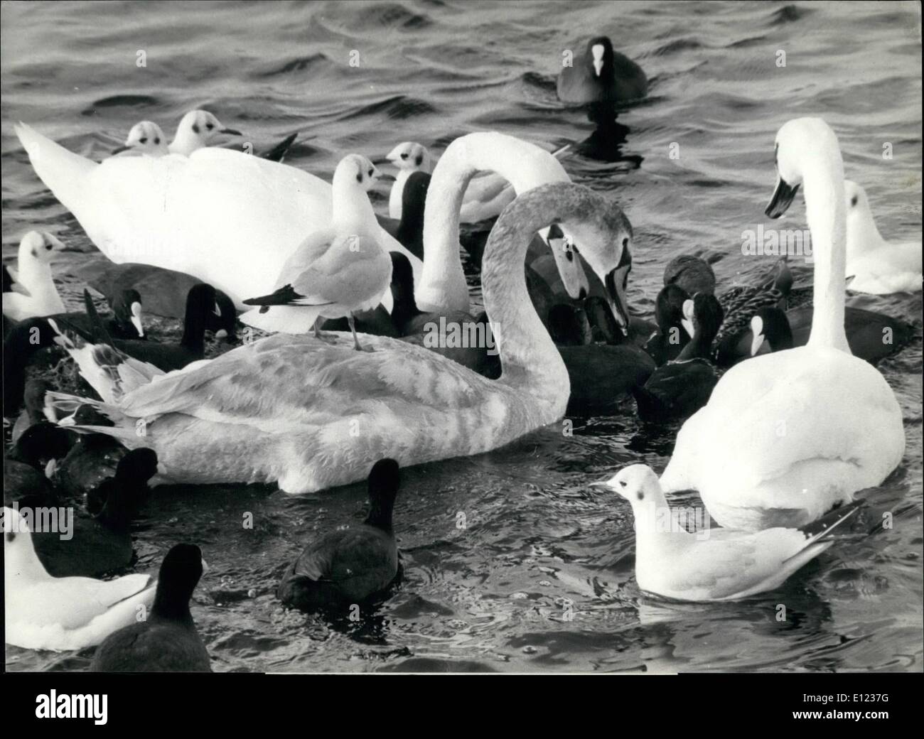 To get titbit out hi-res stock photography and images - Alamy