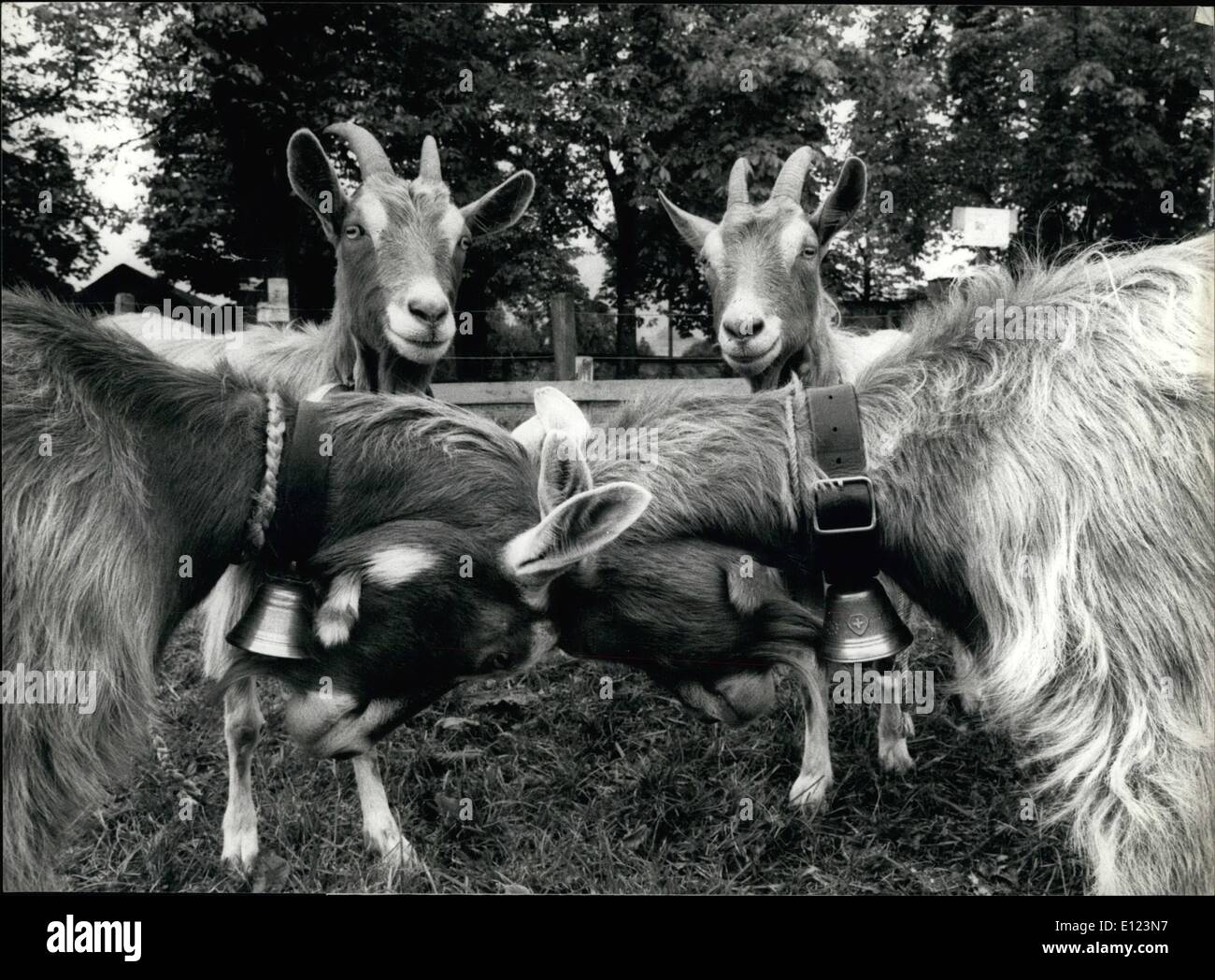 Apr. 04, 1985 - Goat Fight. Who is stronger? Two referees (background ...