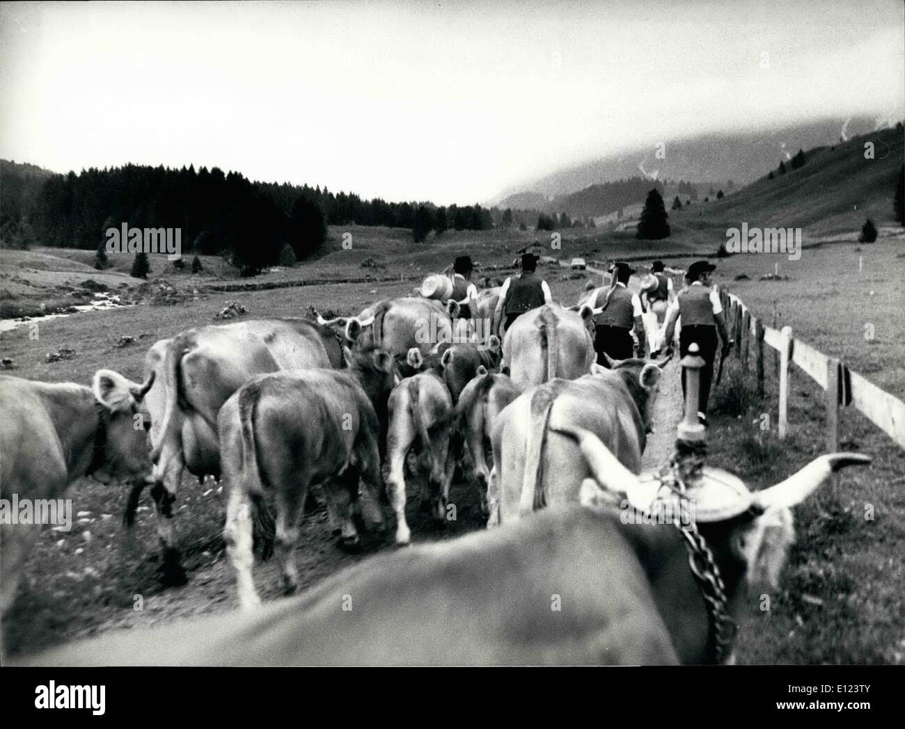 Jul. 07, 1984 - Every Spring: The same again: Swiss Farmers bring their ...