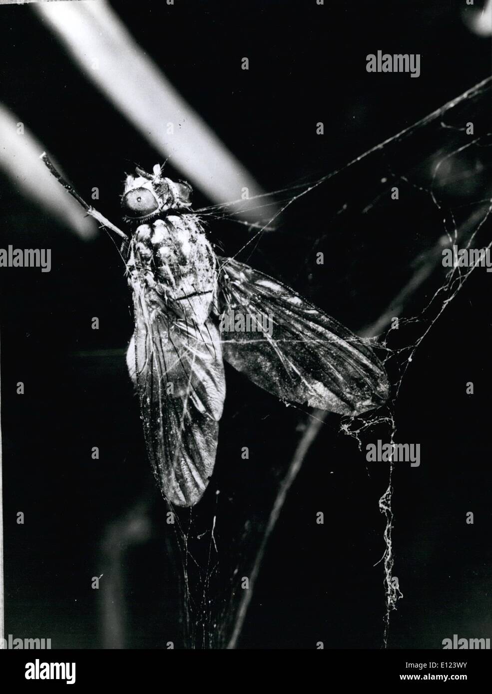 Jul. 07, 1984 - The fly is caught in the web and struggles desperately ...