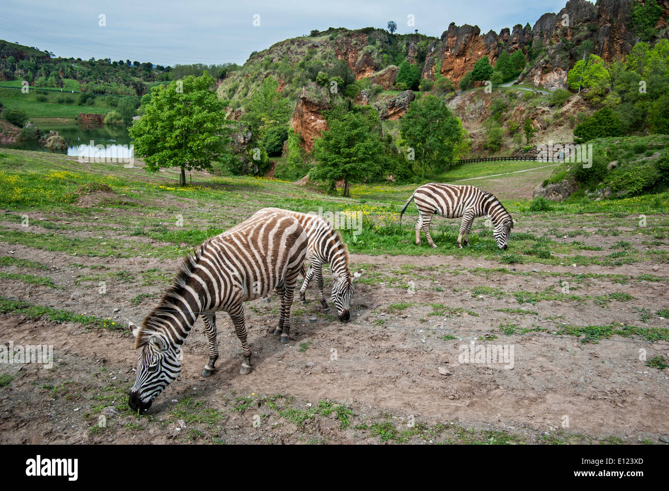 Zebra In Zoo Enclosure High Resolution Stock Photography and Images - Alamy