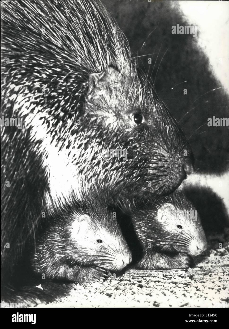 Aug. 08, 1984 - Trosca - German Artist Stock Photo - Alamy
