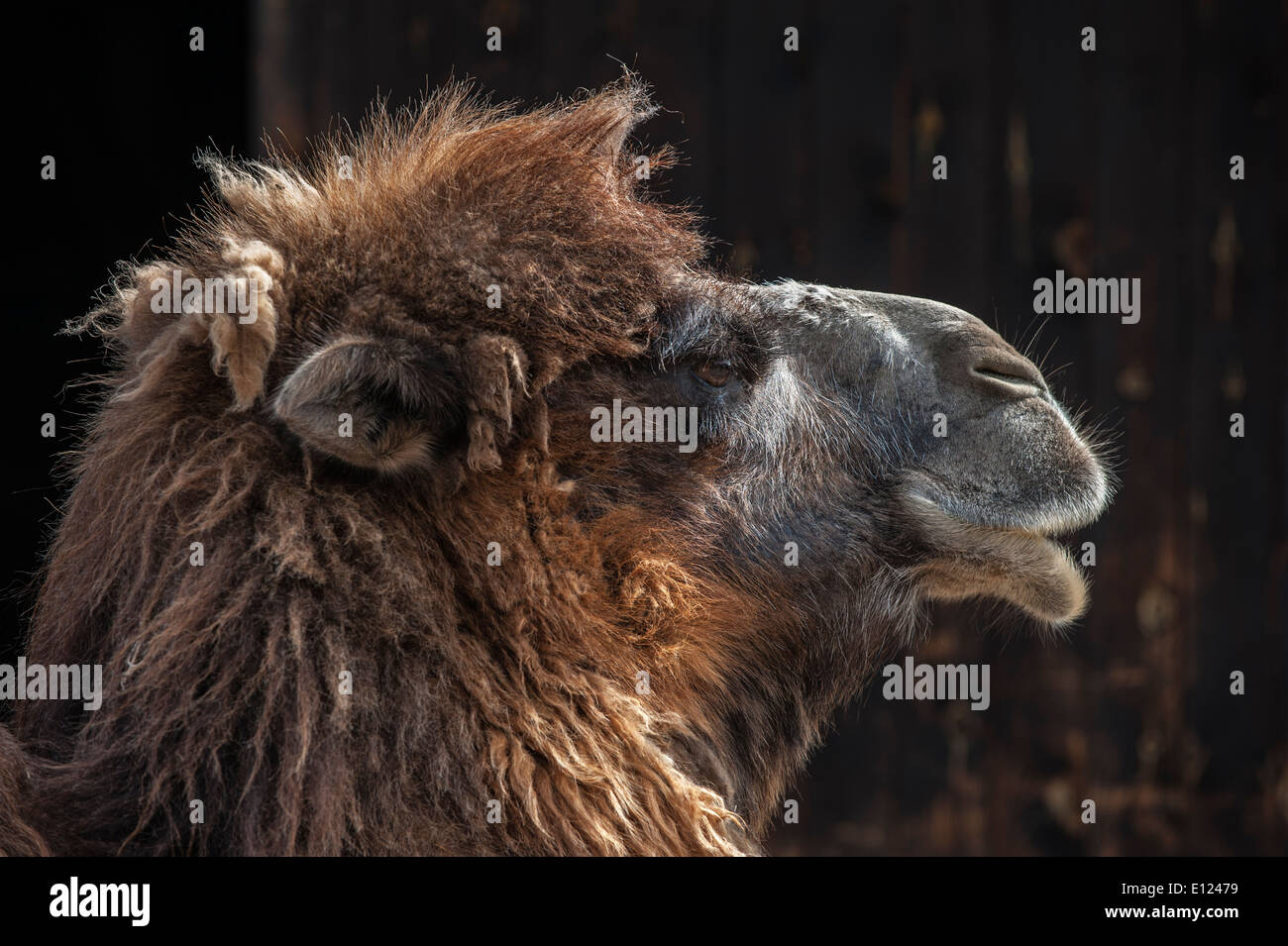 Close up head of Bactrian camel (Camelus bactrianus) native to the ...