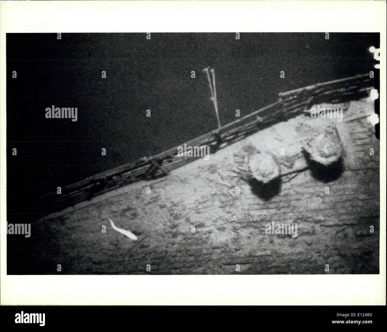 Rattail fish hi-res stock photography and images - Alamy