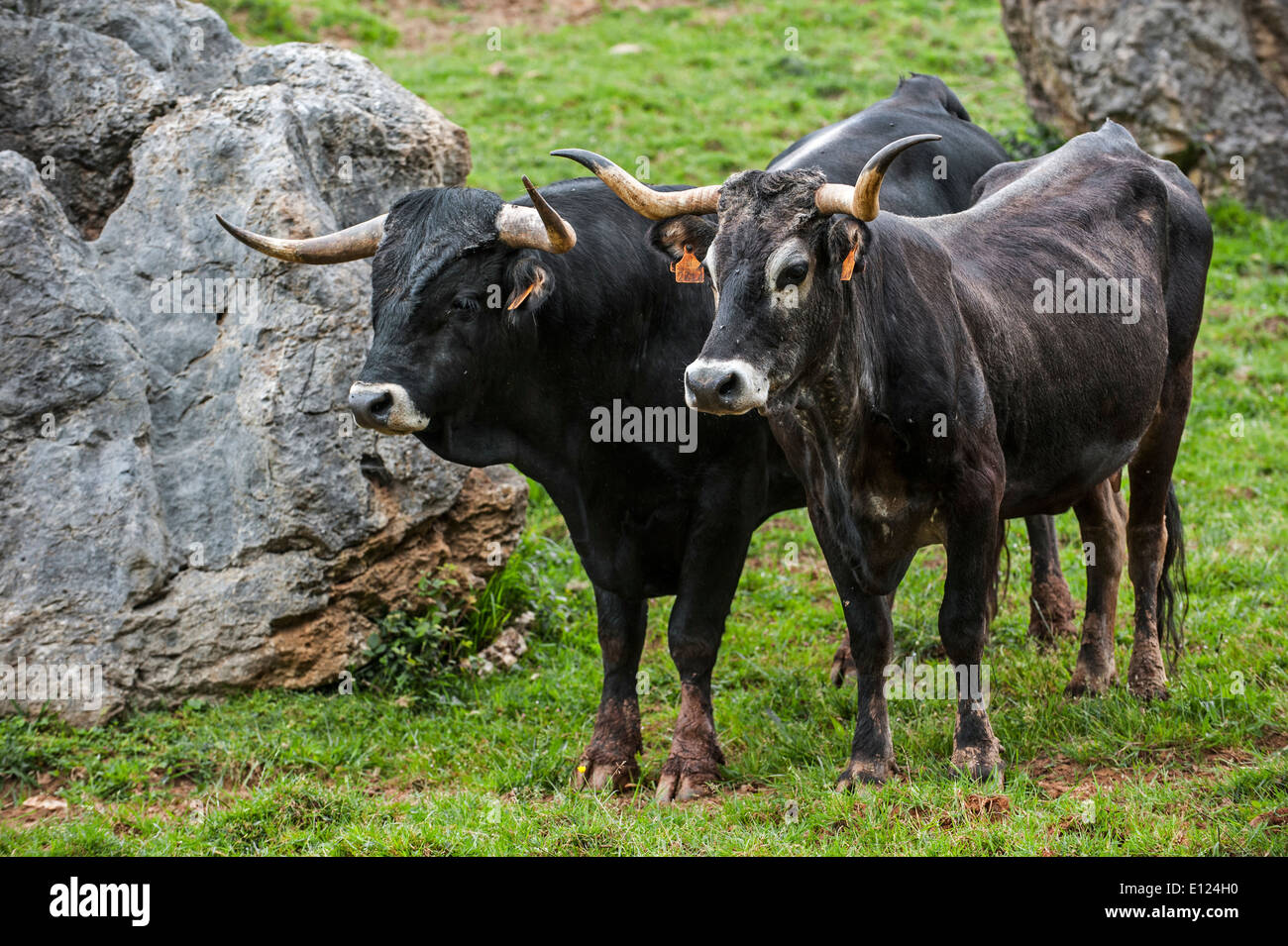 Female bull cow hi-res stock photography and images - Alamy