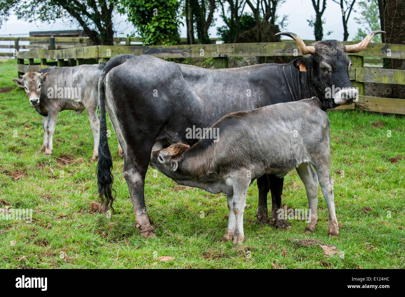 Tudanca cow suckling calf, primitive breed of cattle from Cantabria ...
