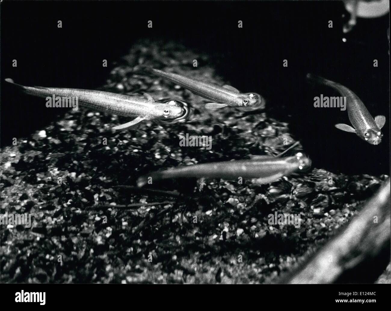 Apr. 04, 1986 - Fishes with four eyes.. were born in these days on the ...