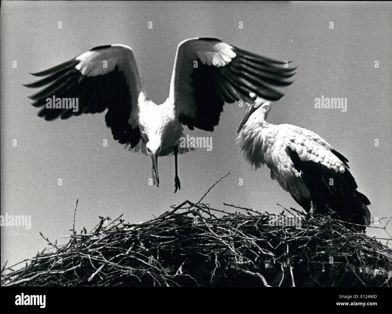Spring feelings in stork family hi-res stock photography and images - Alamy