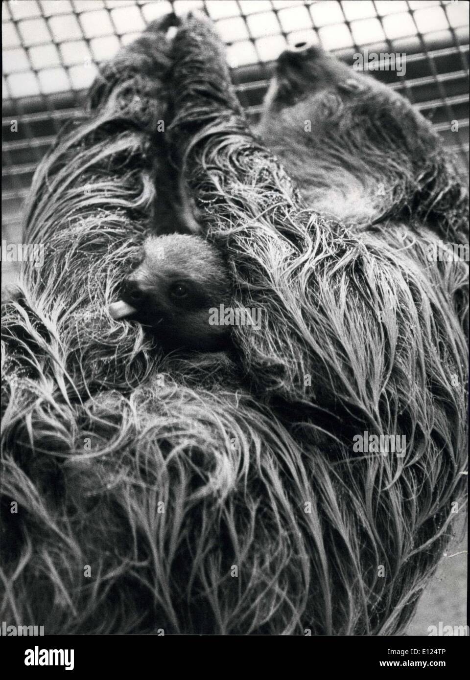 Jan. 16, 1991 - A Baby Sloth was born in Zurich:For the first time a ...