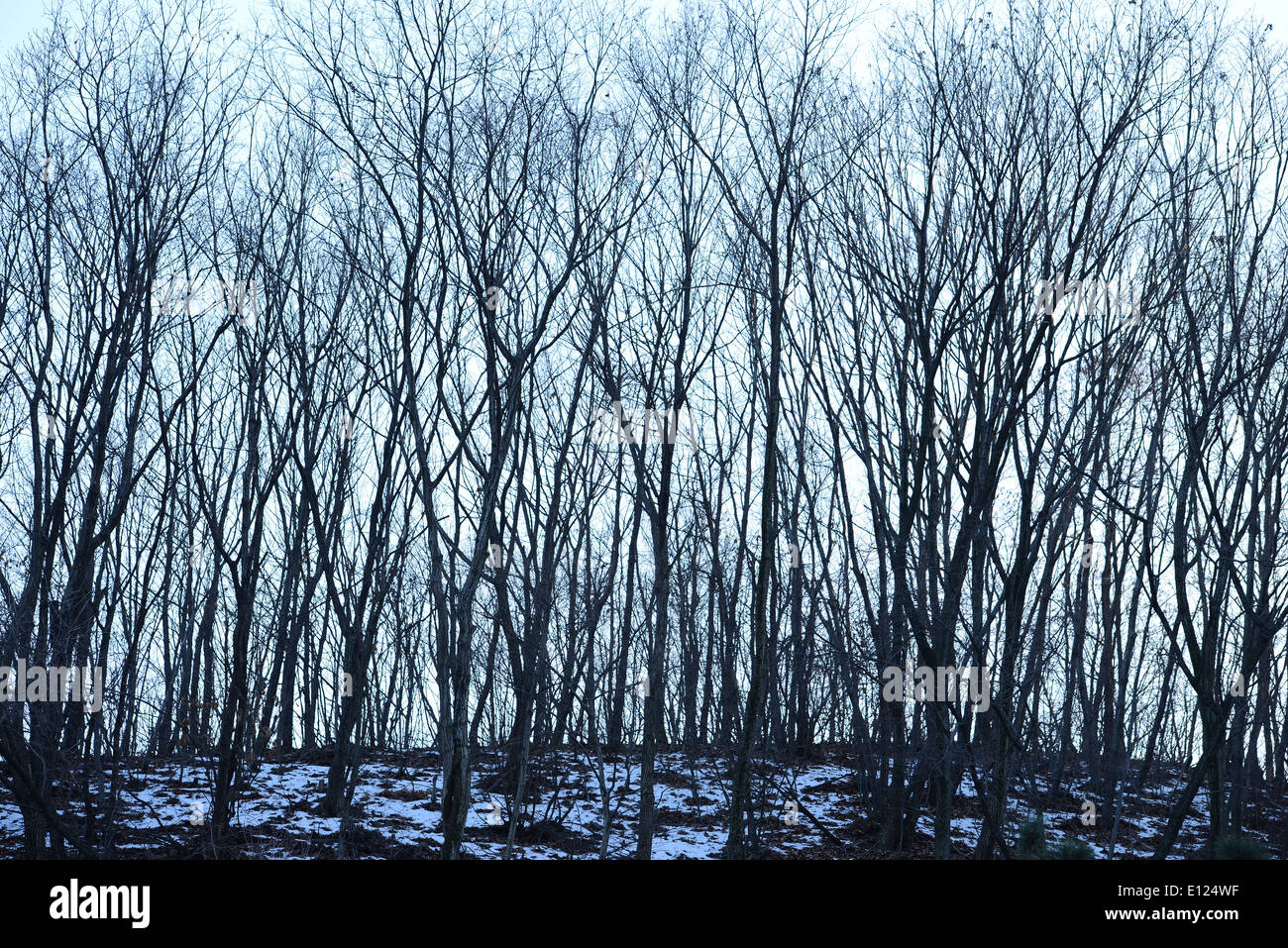 Tree in Winter Stock Photo - Alamy