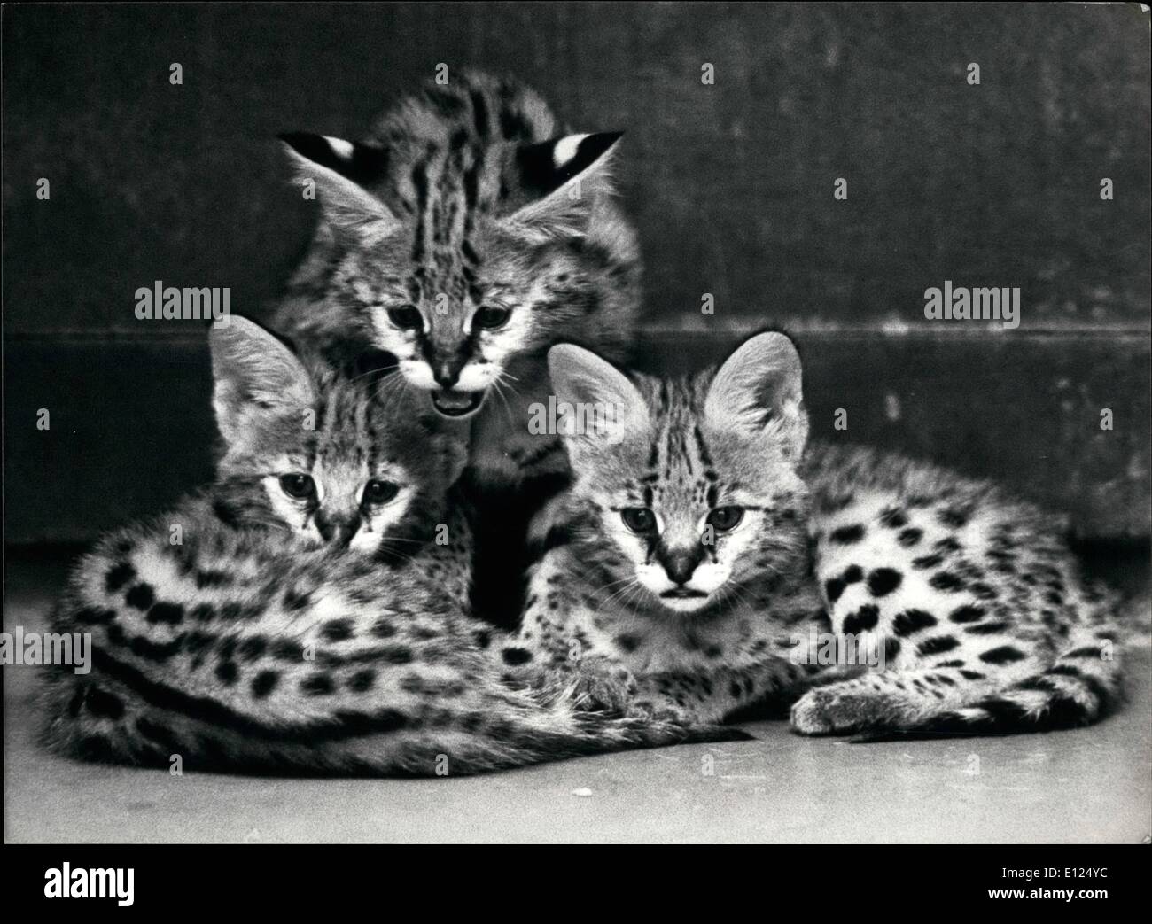 Aug. 08, 1986 - Serval-Cats in Base's Zoo: Three Serval (photo) were ...