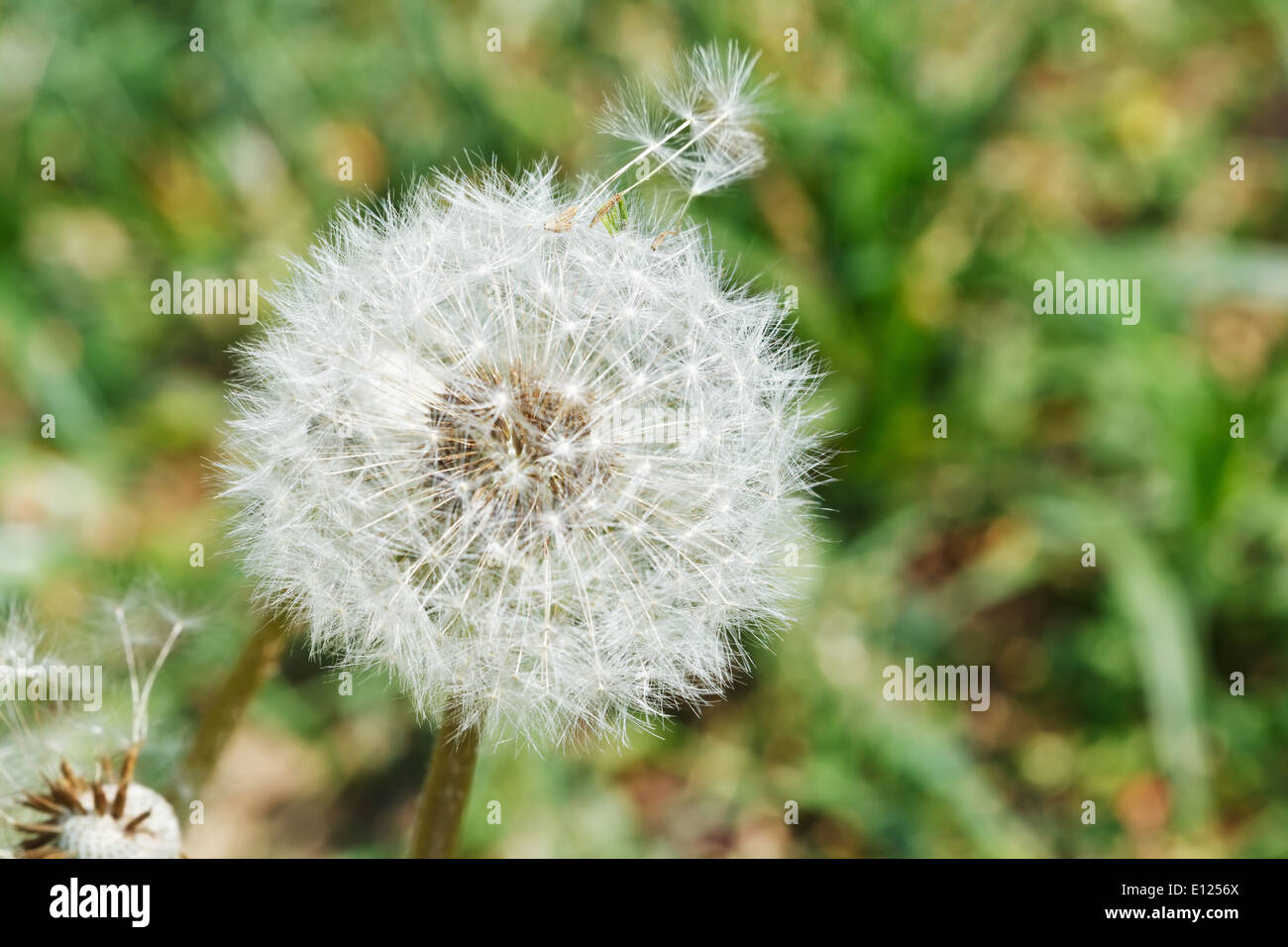 seed head of dandelion blowball on lawn close up Stock Photo - Alamy