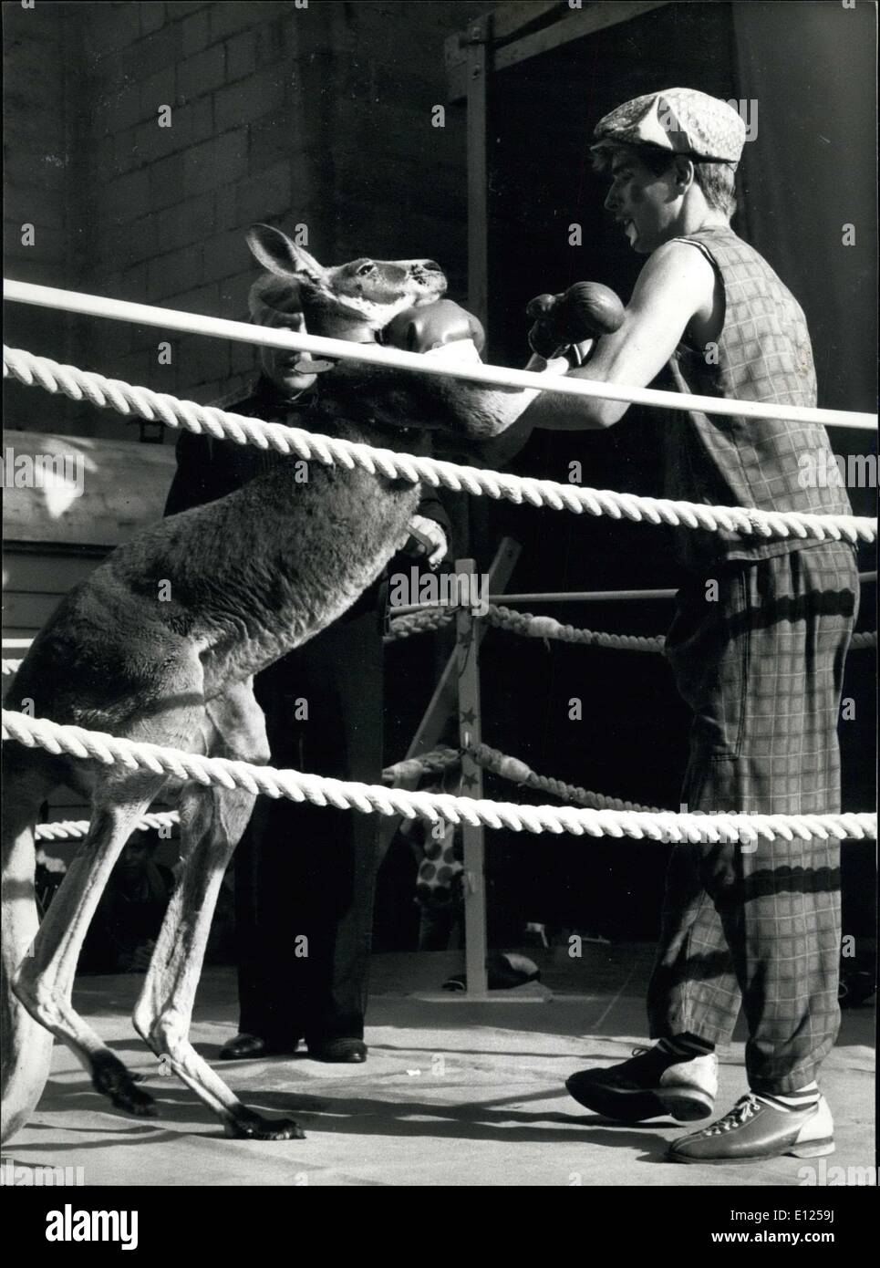 K is for kangaroo hi-res stock photography and images - Alamy