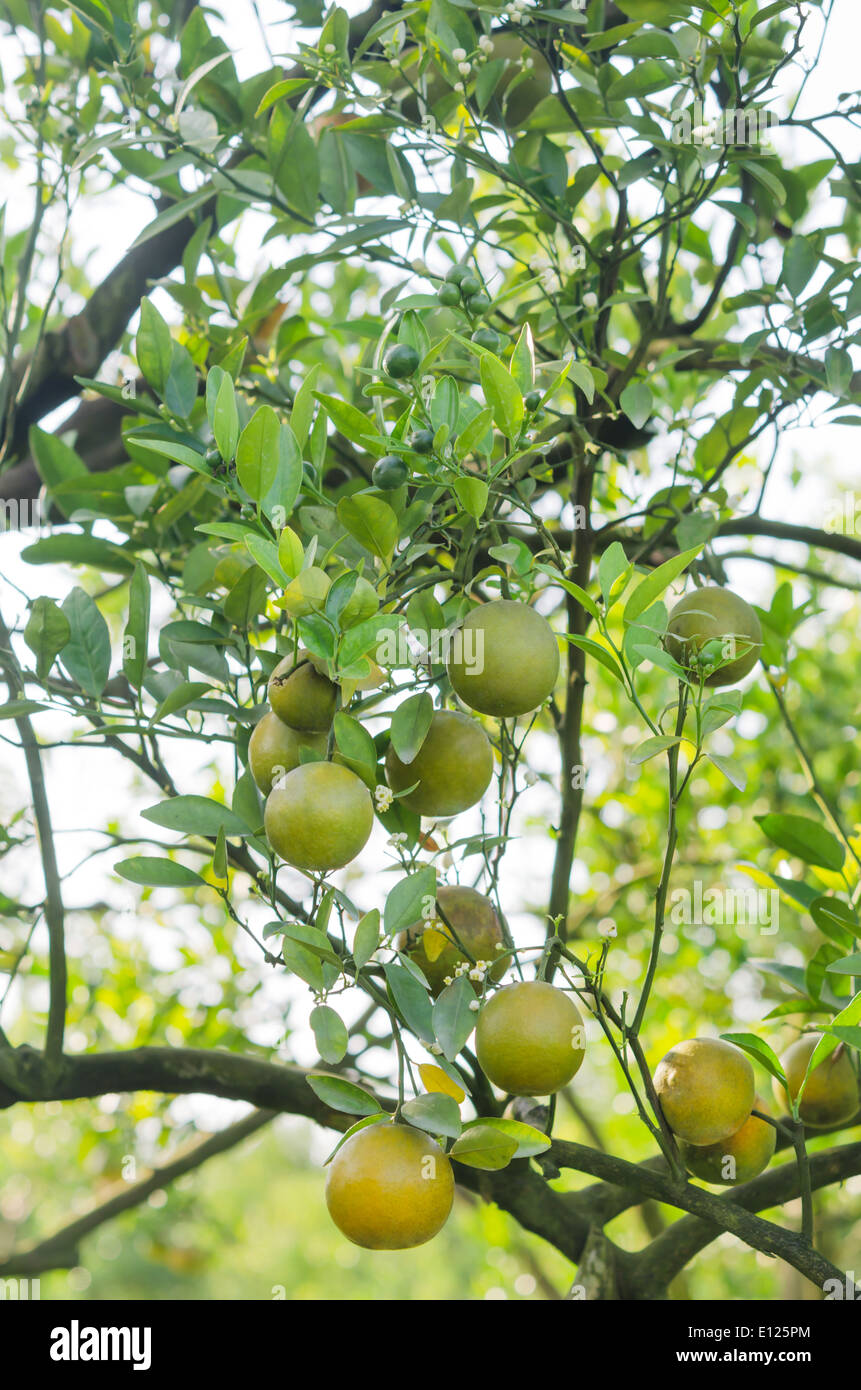 branch orange tree fruits with green leaves in sunlight Stock Photo - Alamy