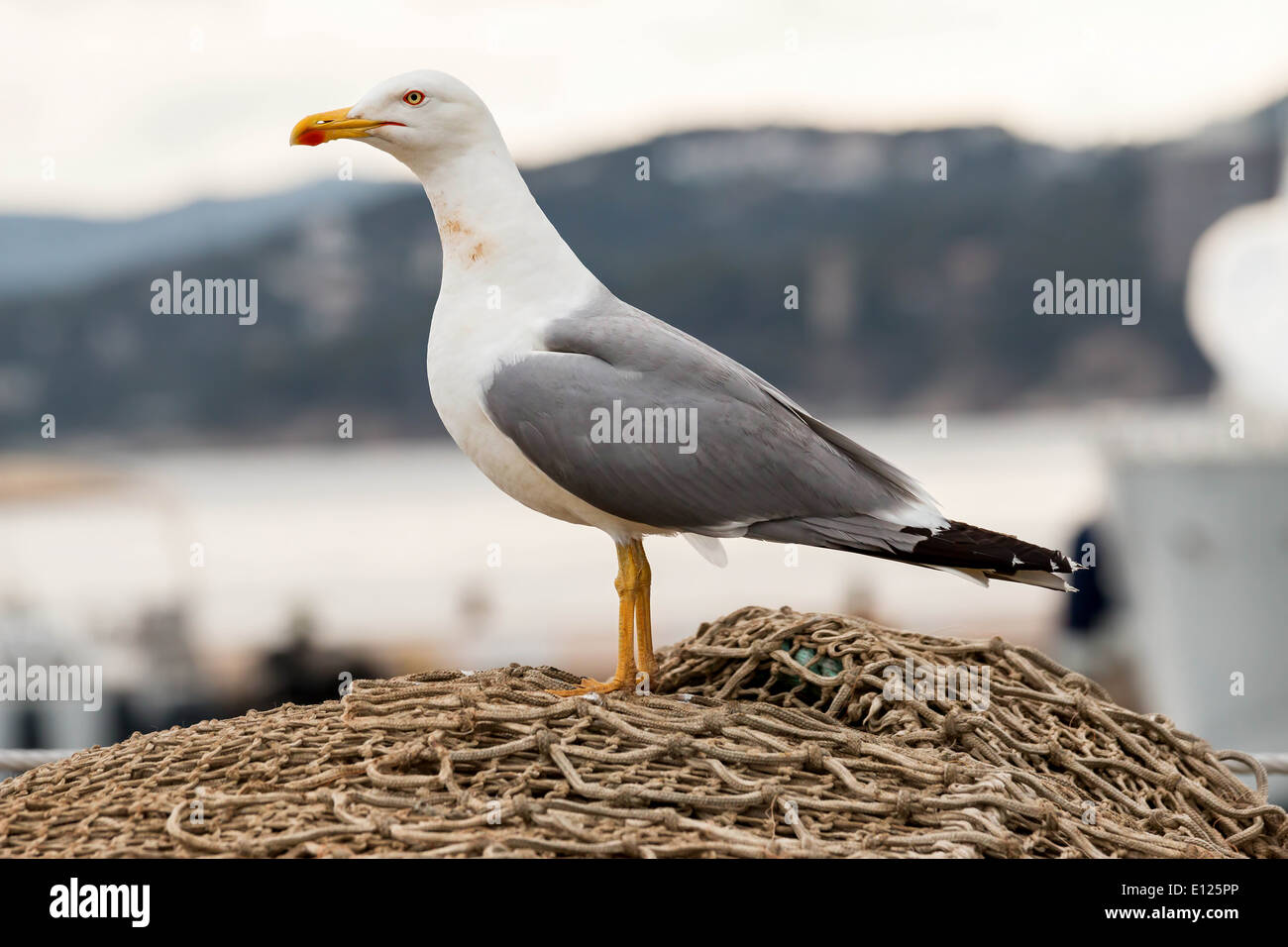 Seagull gracefully poses for a photo Stock Photo - Alamy