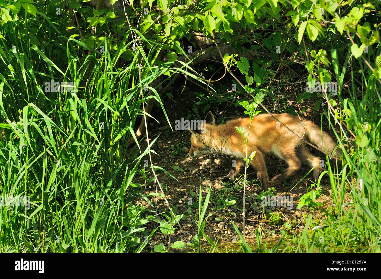 Red Fox kit or baby playing outside of den. (Vulpes vulpes Stock Photo ...