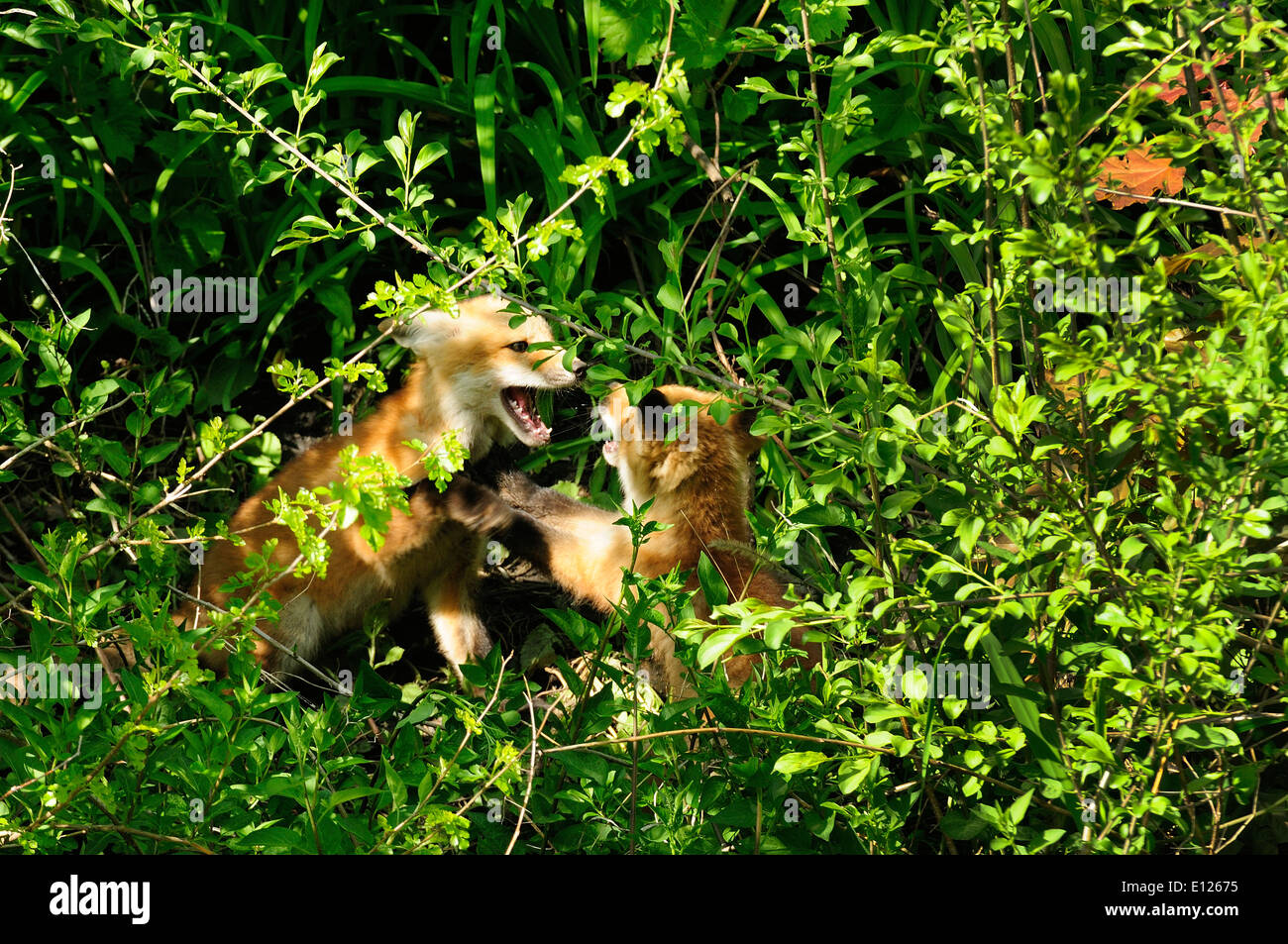 Growing kits hi-res stock photography and images - Alamy