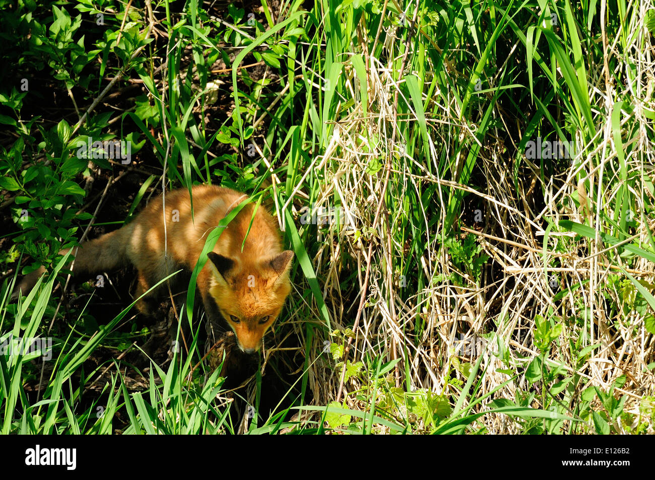 Red Fox kit or baby playing outside of den. (Vulpes vulpes Stock Photo ...