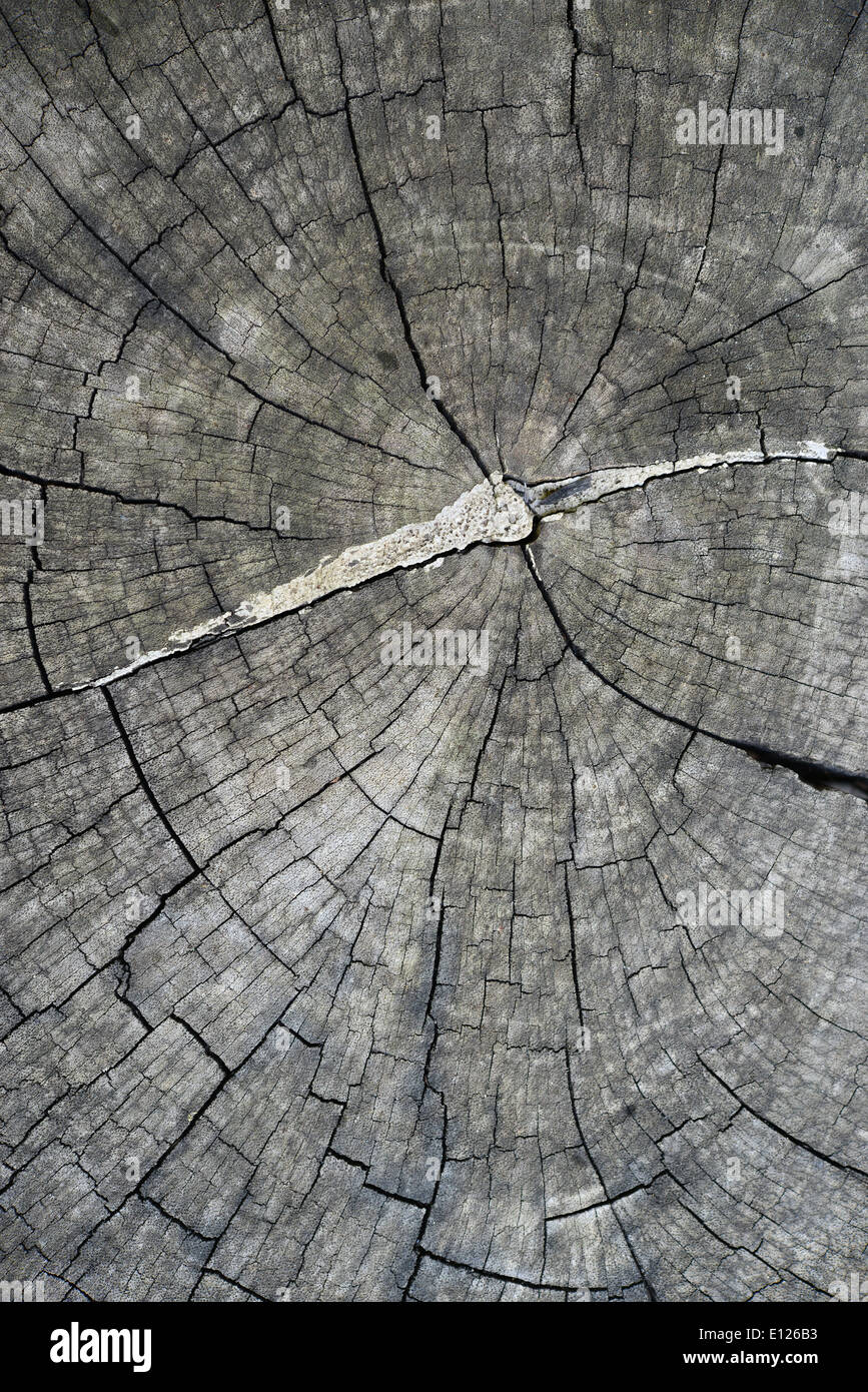 Gray wood texture hi-res stock photography and images - Alamy