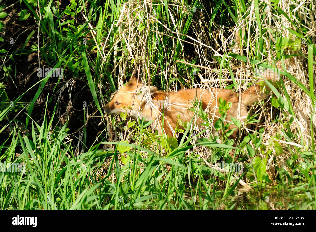 Foxs den hi-res stock photography and images - Alamy