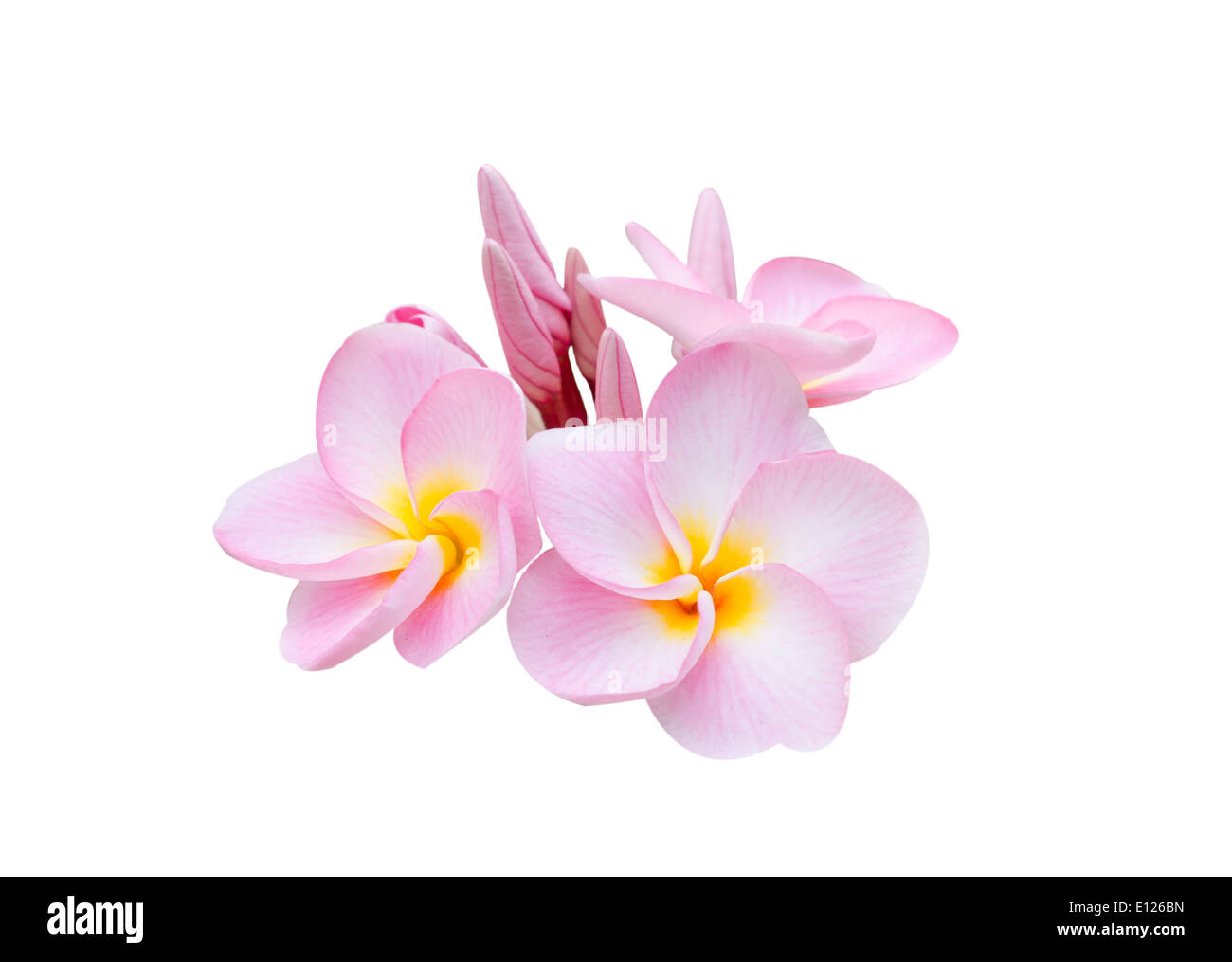 Frangipanni hi-res stock photography and images - Alamy