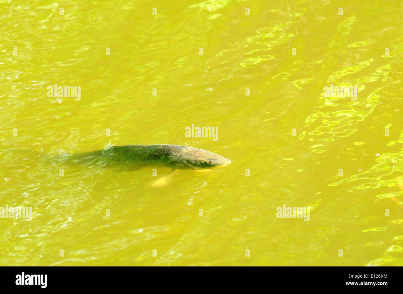Carp coming to surface of channel Stock Photo - Alamy