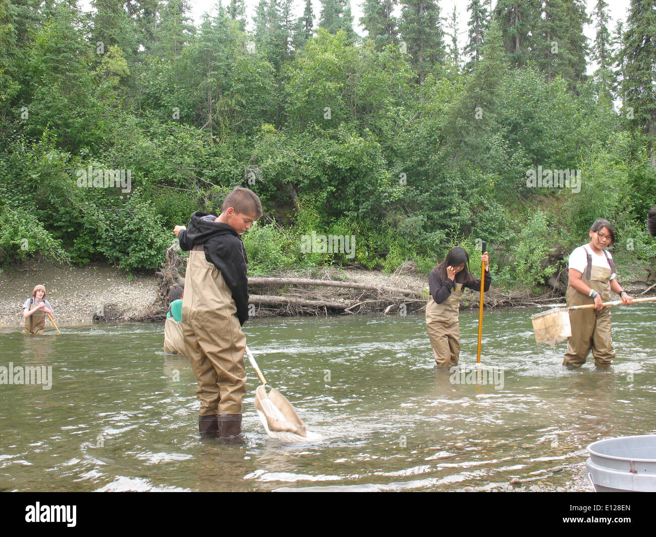 Aquatic insect sampling at Henshaw Creek Stock Photo - Alamy