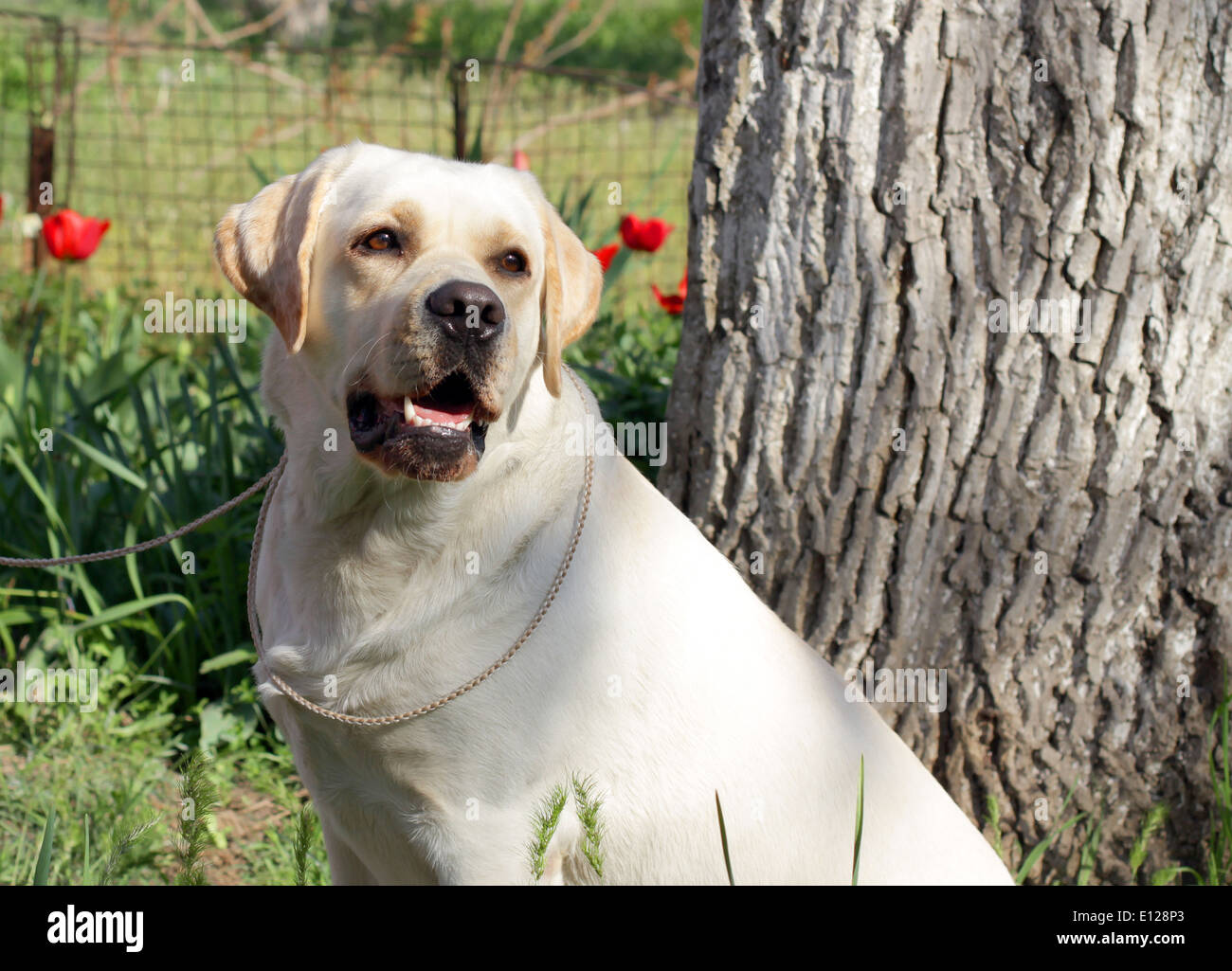 yellow labrador sitting at the blossom tree in spring Stock Photo - Alamy