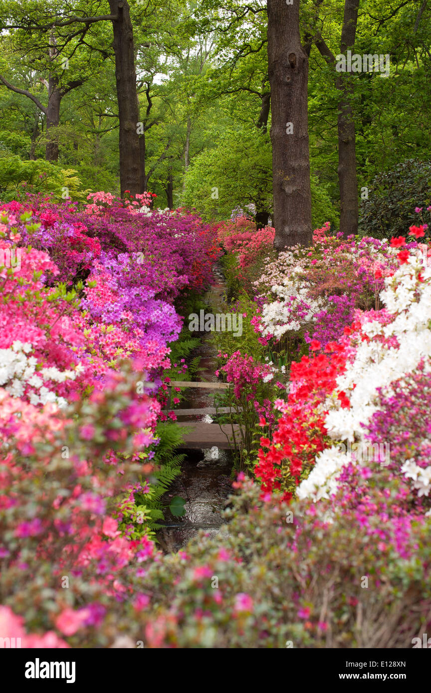 Spring blossom in Isabella Plantation, Richmond park, surrey Stock ...
