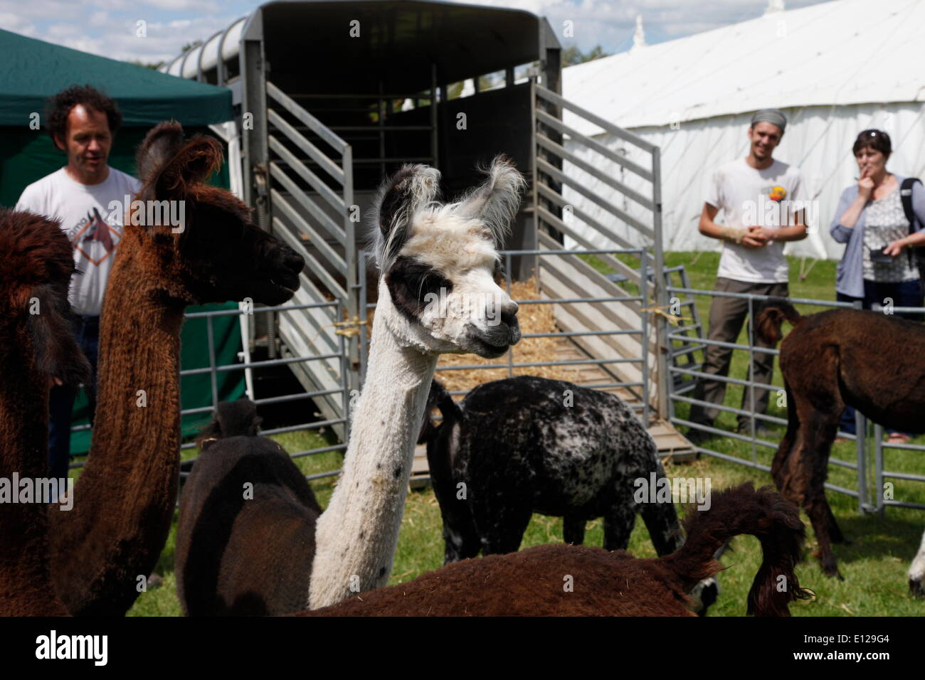 Exeter, Devon, UK. 21st May, 2014. The first herd of miniature Llamas ...