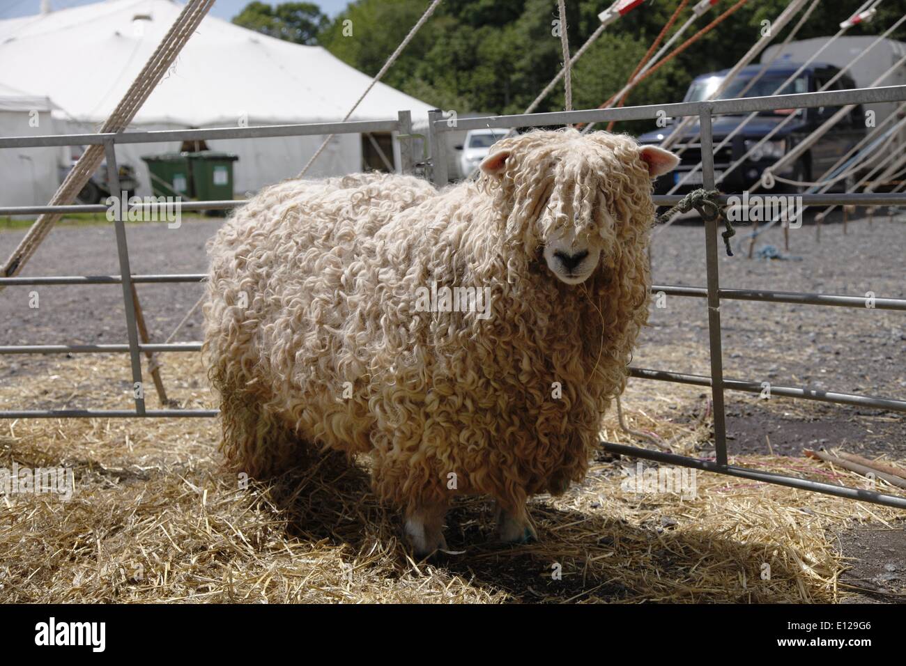 Cornwall longwool sheep hi-res stock photography and images - Alamy