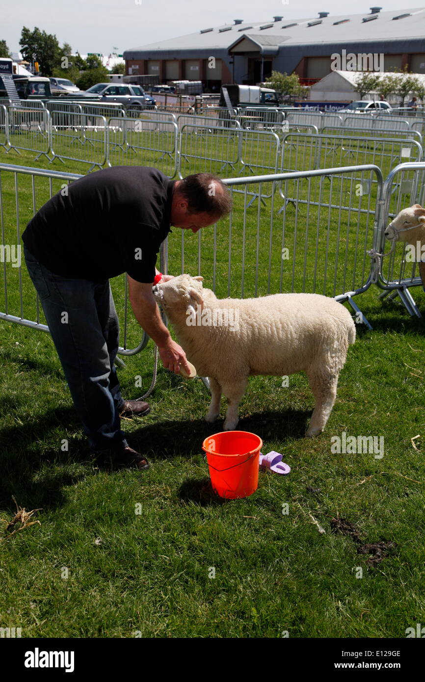 Exeter, Devon, UK. 21st May, 2014. Sprucing up a lamb for showing Devon ...