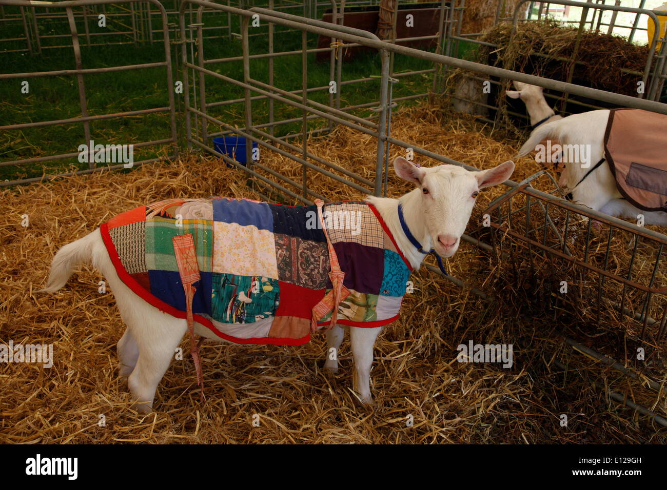 Show Goat High Resolution Stock Photography and Images - Alamy