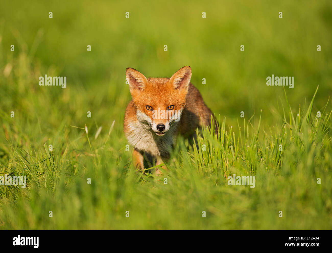 Fox stalking prey hi-res stock photography and images - Alamy