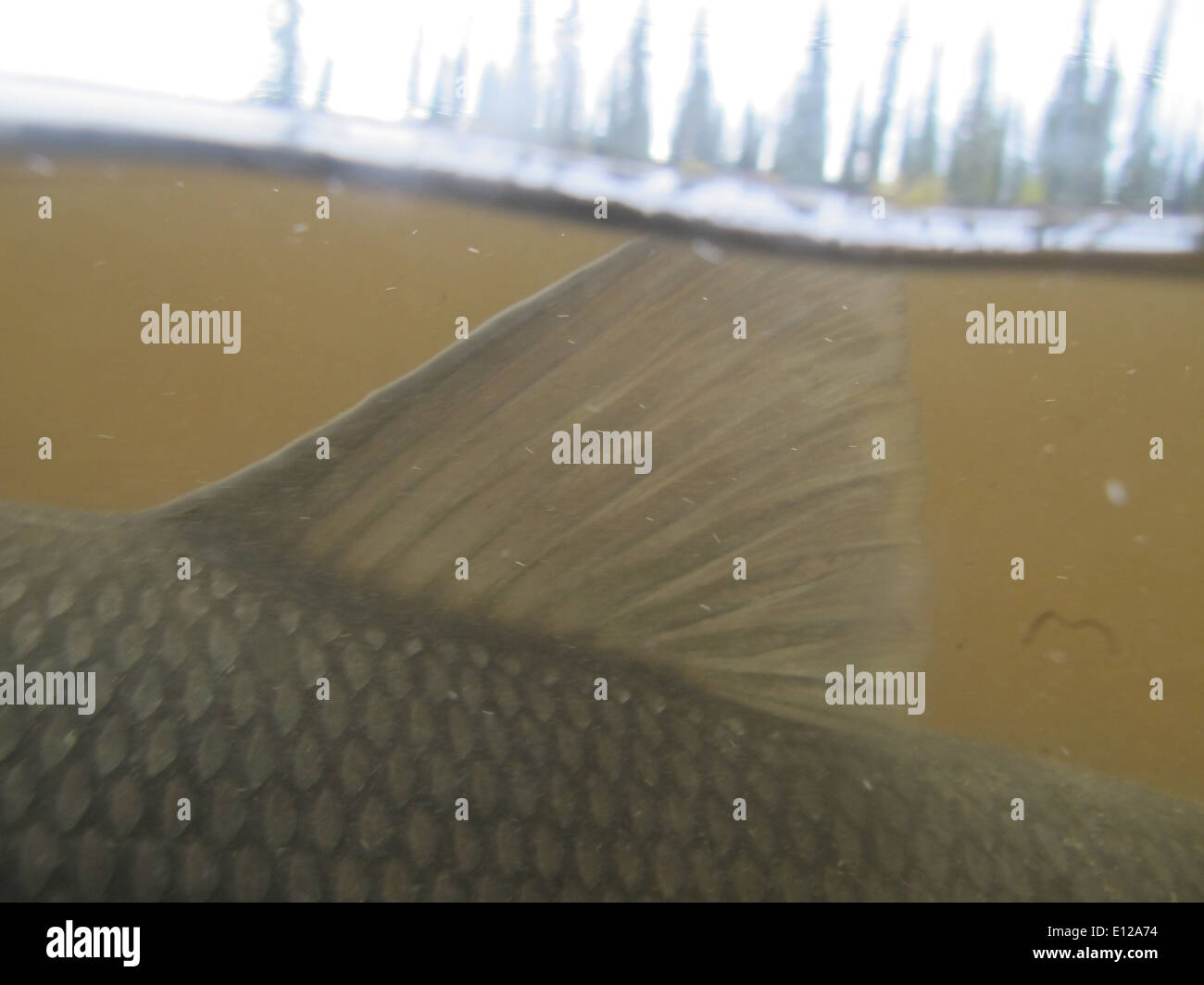 The Selawik River in Alaska is home to sheefish, a species of whitefish ...