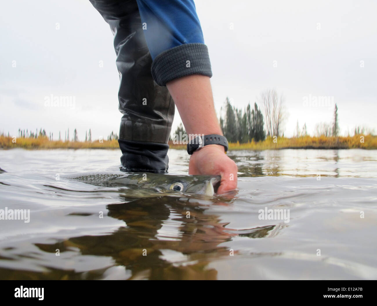 Sheefish High Resolution Stock Photography and Images - Alamy