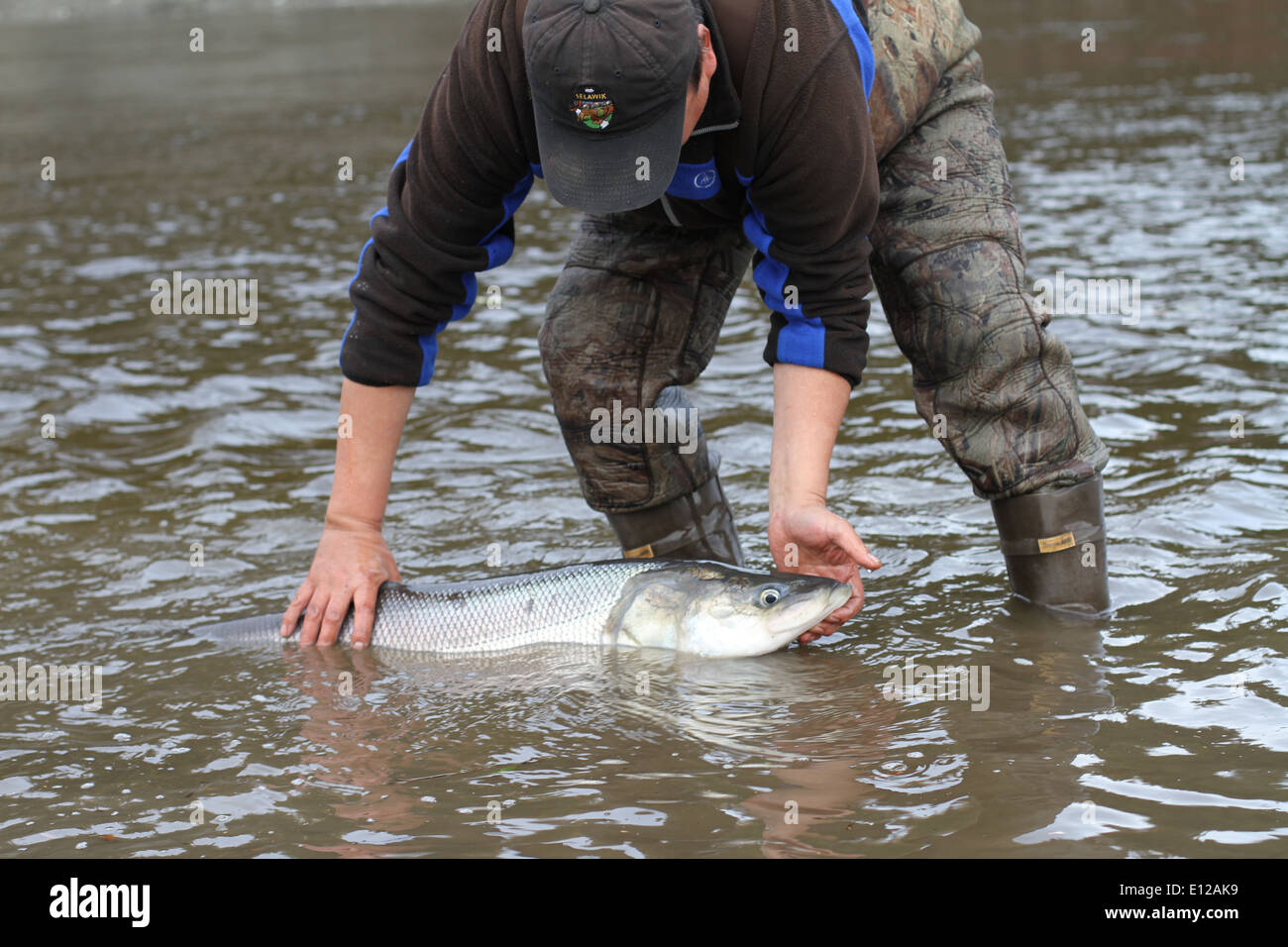 Sheefish hi-res stock photography and images - Alamy